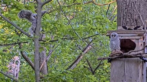 2025 Barred Owls Branch Out And Explore The Forest Cornell Lab Bird Cams