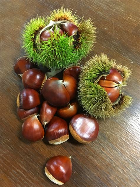 今年初！栗の収穫 鈴加園からのお知らせブログ