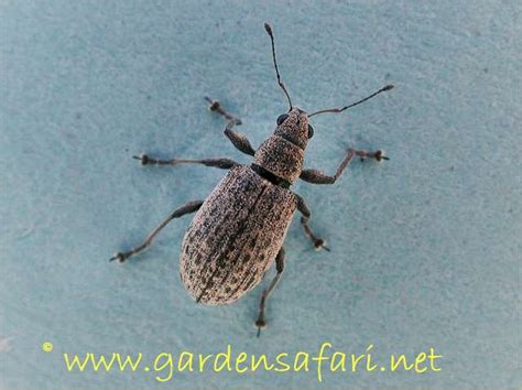 Gardensafari Picture Page About Polydrosus Cervinus