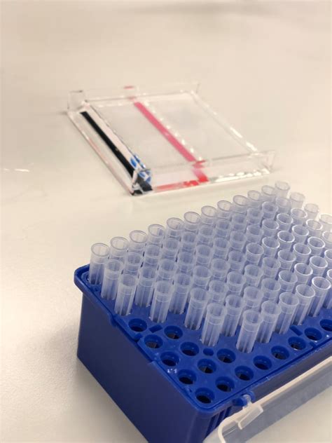 Lab Gel Electrophoresis Yavitha S