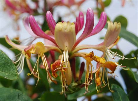 11 Best Smelling Plants For Your Yard Big Plants Exotic Plants Cool