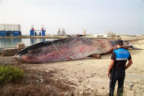 Aparece muerta una ballena de grandes dimensiones en el puerto de Cádiz