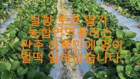 설향토경딸기농합면역플러스관주 하루만에잎이벌떡일어섰습니다 241216월경남거창가조설향토경딸기팁번해결 손범규농합농법 관주하루만에효과 가조농약종묘사 상담