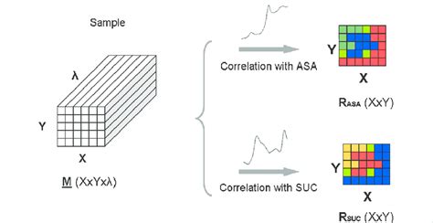 Procedure Used To Calculate The Correlation Coefficient Maps For Download Scientific Diagram
