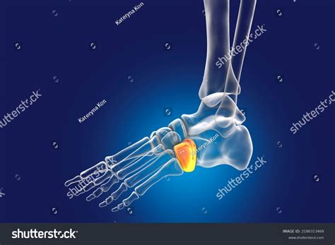 Cuboid Bone Foot One Tarsal Foot Stock Illustration 2186313469