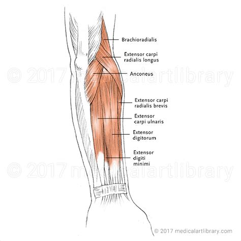 Forearm Muscles Extensors Medical Art Library
