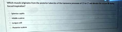 Which Muscle Originates From The Posterior Tubercles Of The Transverse Processes Of C5 To C7 And