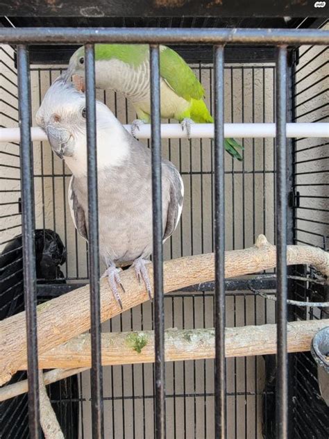 תוכים ובעלי כנף תוקי קואקר אכלת יד קוקטל מודעה 596742