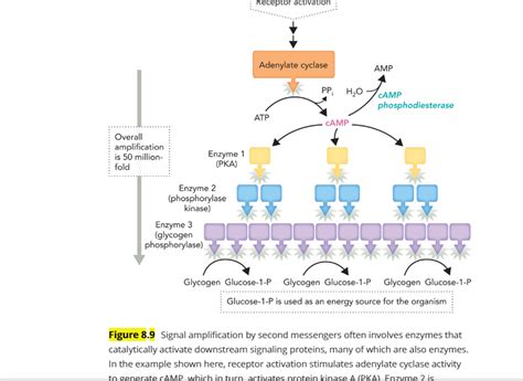 If 50 Of The Molecules Called Enzyme 1 Pka In