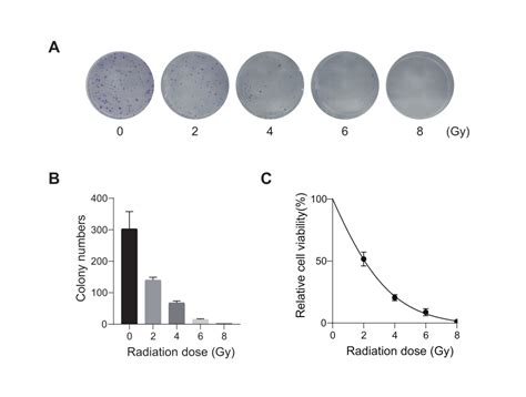 Genome Wide CRISPR Screen For Unveiling Radiosensitive And Radioresistant Genes