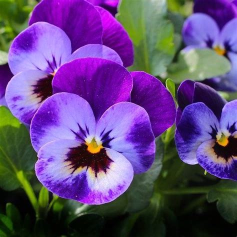 February Birth Flower