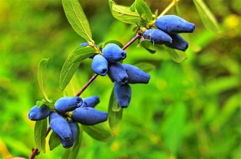 How To Grow Haskap Berries Honeyberries