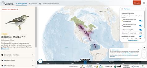 Blackpoll Warbler Migration Map