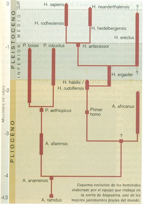 Trazando Camino El Ser Humano En El Proceso Evolutivo