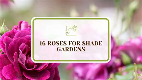 16 Roses For Shade Gardens That Thrive Under Trees Plant America