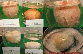 The Dissolving Egg Shell Bouncing Egg Experiment Educents Blog