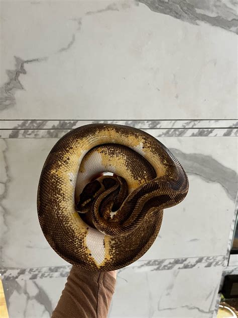 Male Ball Python For Sale Wild Type