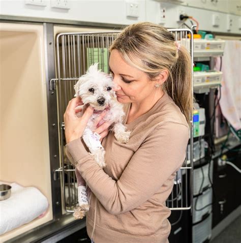 Desexing Pros And Cons Of Desexing Age To Desex Procedures And Conversations With Clients