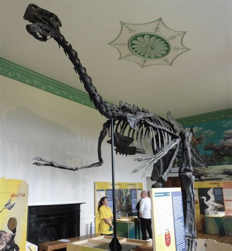 A Skeleton Of The Gigantic Bird Like Dinosaur Gigantoraptor Download Scientific Diagram