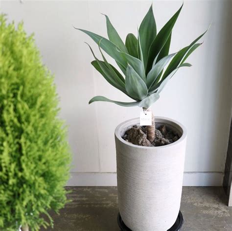 어느 공간에서도 멋스럽게 아가베아테누아타 용설란과에 속하는 고급 다육식물인 아가베 는 인테리어 효과뿐만 아니라 밤에 이산화탄소를 흡수하고 산소를 배출하여 공기를