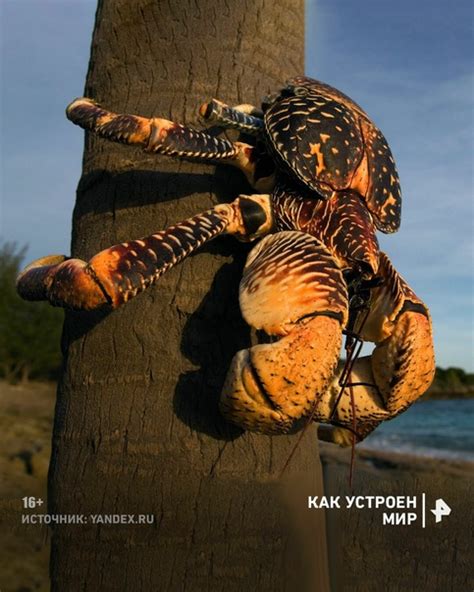Пальмовый вор или кокосовый краб — одно из самых больших членистоногих ...