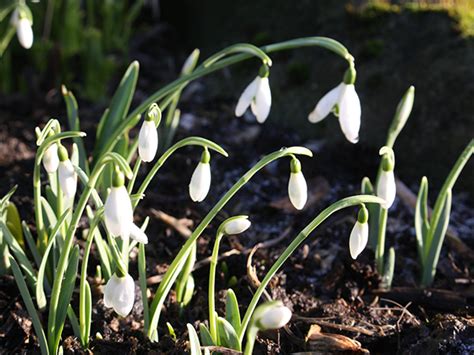 Snow Drops Peeping Through At West Down Bed And Breakfast Barnstaple