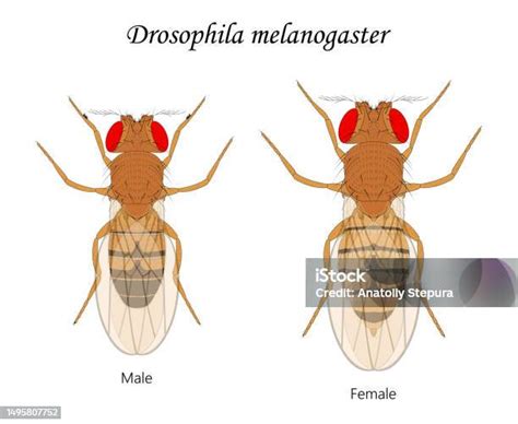 Fruit Flies Male And Female Stock Illustration Download Image Now