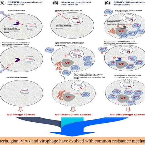 Morphology Of Sputnik Virophage Transmission Electron Microscope Image