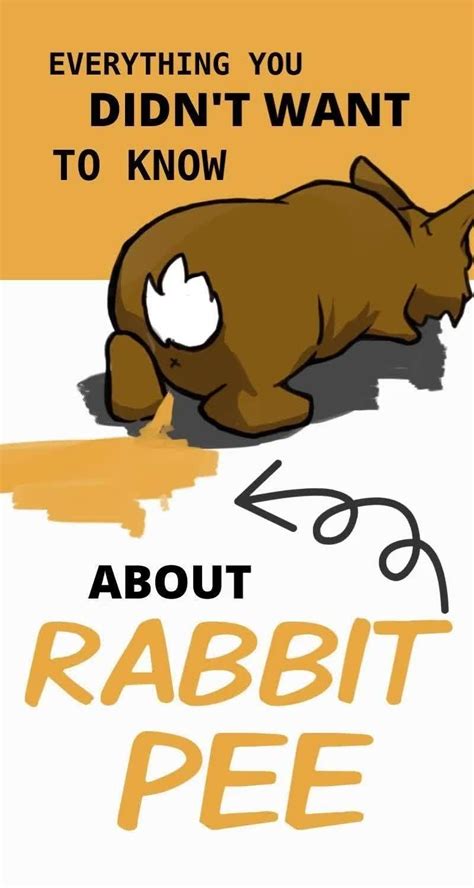 Rabbit Urine Tells You About Their Health Artofit