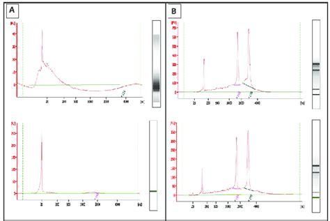 Representative Electropherograms Used For Integrity Evaluations Of RNA Download Scientific
