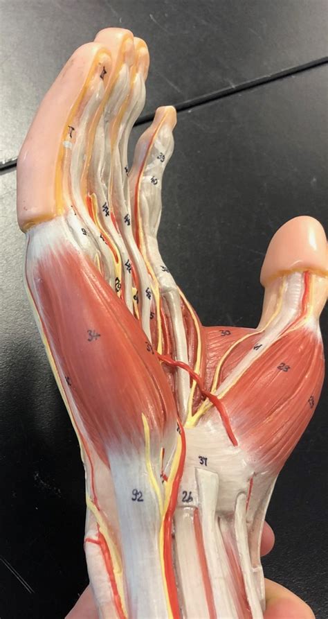 Hypothenar Muscles Diagram Quizlet