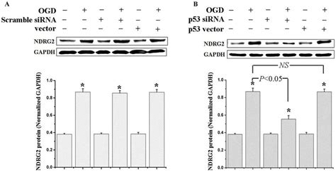 The Role Of P53 In OGD Induced NDRG2 Up Regulation In Differently