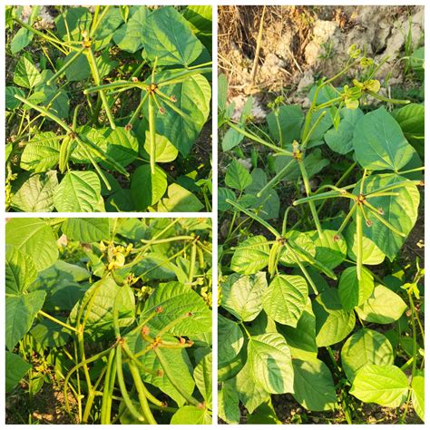 ပဲတီစိမ်း မတ်ပဲစိုက်တောင်သူများ၏ အခက်အခဲများ ဖြေရှင်းပေးရာနေရာ