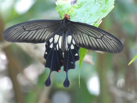 Losaria Losaria Picture Insect