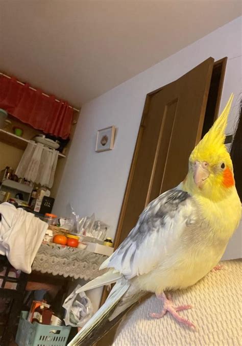 オカメインコ オス