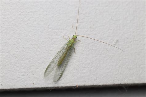 Mallada Signatus In September 2023 By Roxanne Lazarus · Inaturalist