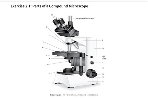 Microscope Diagram Diagram Quizlet