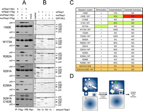 Dimerization Capability And In Vitro Hydrolysis Activity Of Taspase1