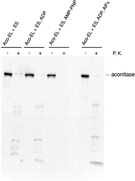 Figure 2 From Groel Groes Mediated Folding Of A Protein Too Large To Be Encapsulated Semantic