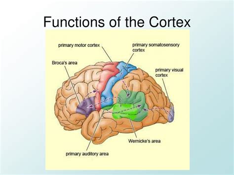Ppt Major Sections Of The Brain Powerpoint Presentation Free Download Id 1866243