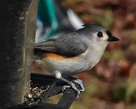 Tufted Titmouse By Dasdriver On Deviantart