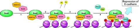 Snail Mediated Repression Of E Cadherin 1 Formation Of The Repressor