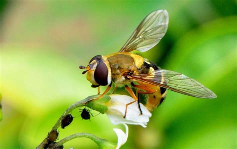 【果蝇摄影图片】生态摄影太平洋电脑网摄影部落