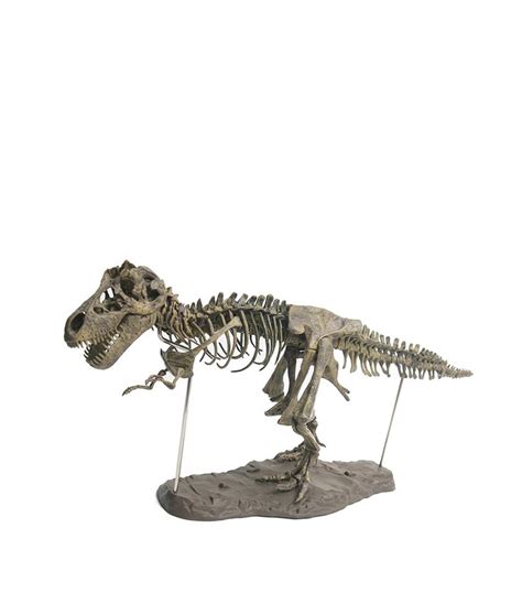 4d T Rex Fossil Model Not Sold In Stores