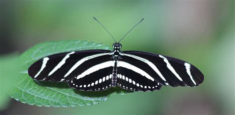 Cockroach Characteristics Diet Facts And More Fact Sheet