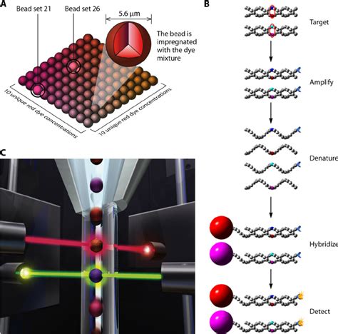 suspension bead array a microspheres 5 6 ␮ m in diameter are filled