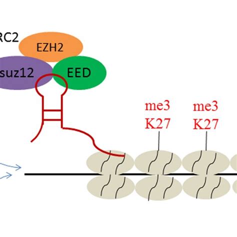 Hotair Recruit Chromatin Modification Complex Prc2 And Induce The