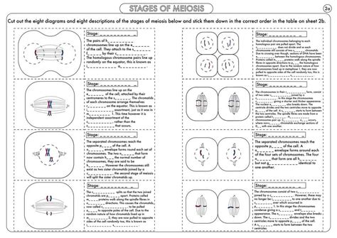 The Key To Understanding Meiosis Answering Your Questions With Our