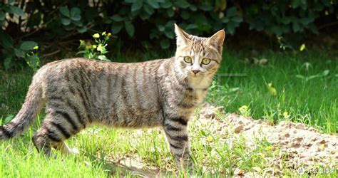狸花猫有哪些常见的品种？ 猫咪 什么值得买