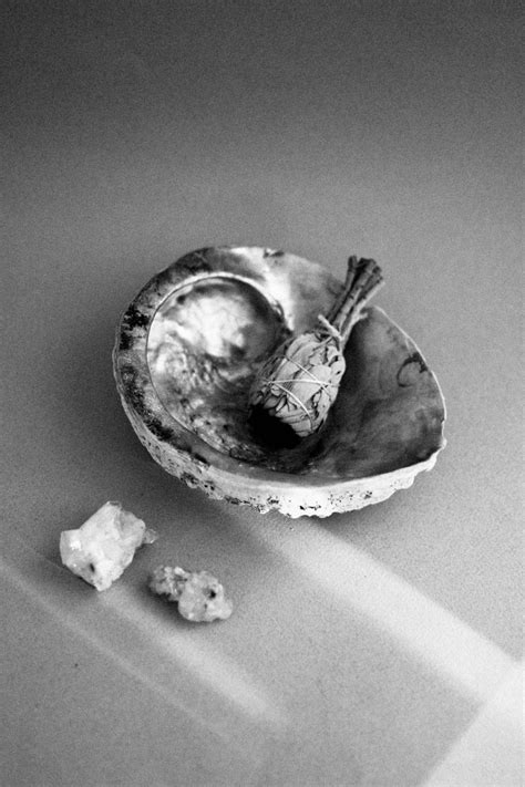 A Clam Shell With A Piece Of Wood Sticking Out Of It Photo Free